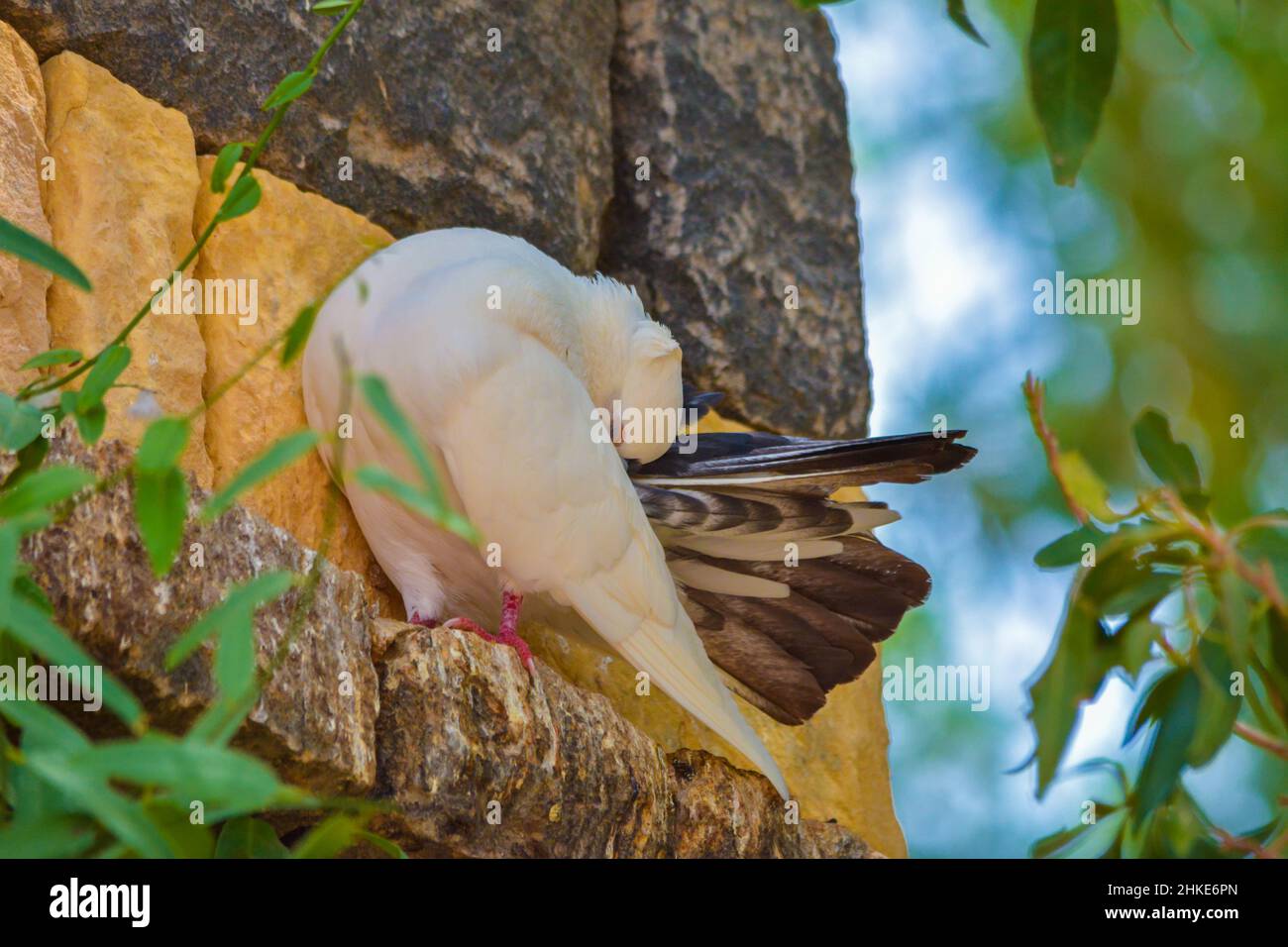 Dove sitting alone on the fence Stock Photo - Alamy