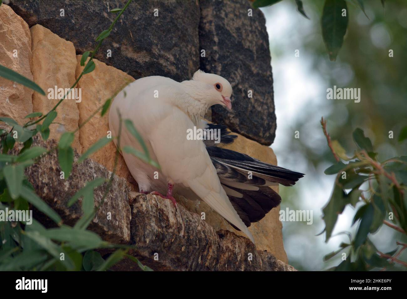 Dove peace symbol icon hi-res stock photography and images - Alamy