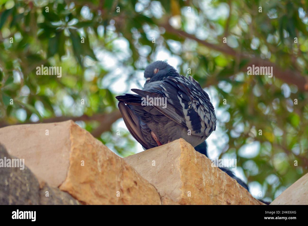 Pigeon sitting alone on the fence Stock Photo - Alamy