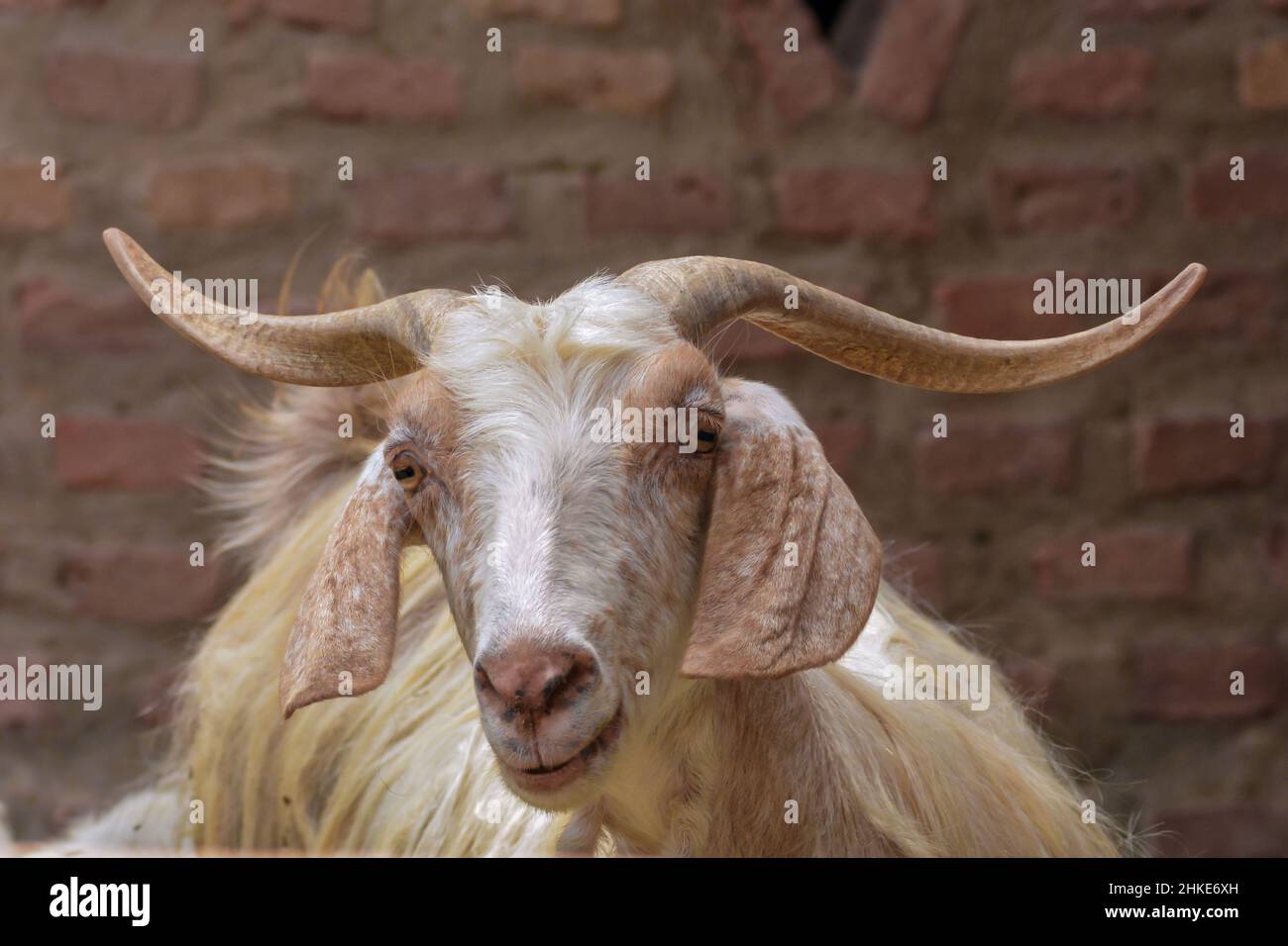 Beautiful goat portrait Stock Photo - Alamy