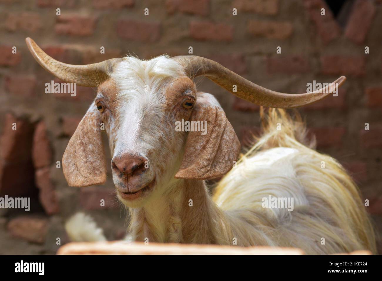 Beautiful goat close up Stock Photo - Alamy