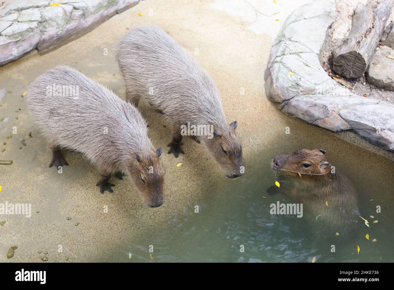 Capybaras drinking water in a zoo cage Stock Photo - Alamy