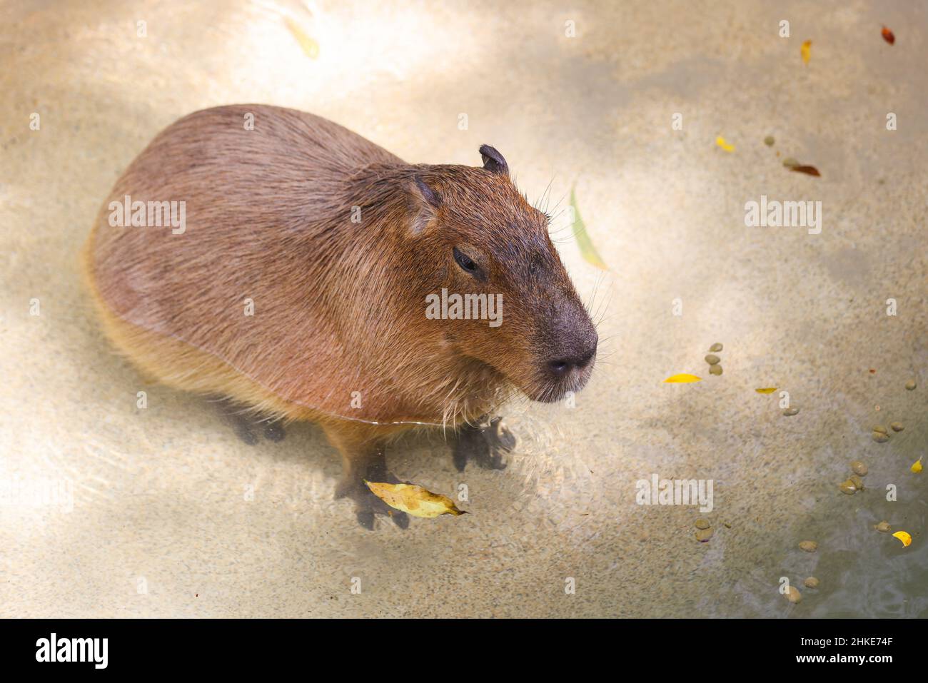 A capybara drinking water in a zoo cage Stock Photo - Alamy