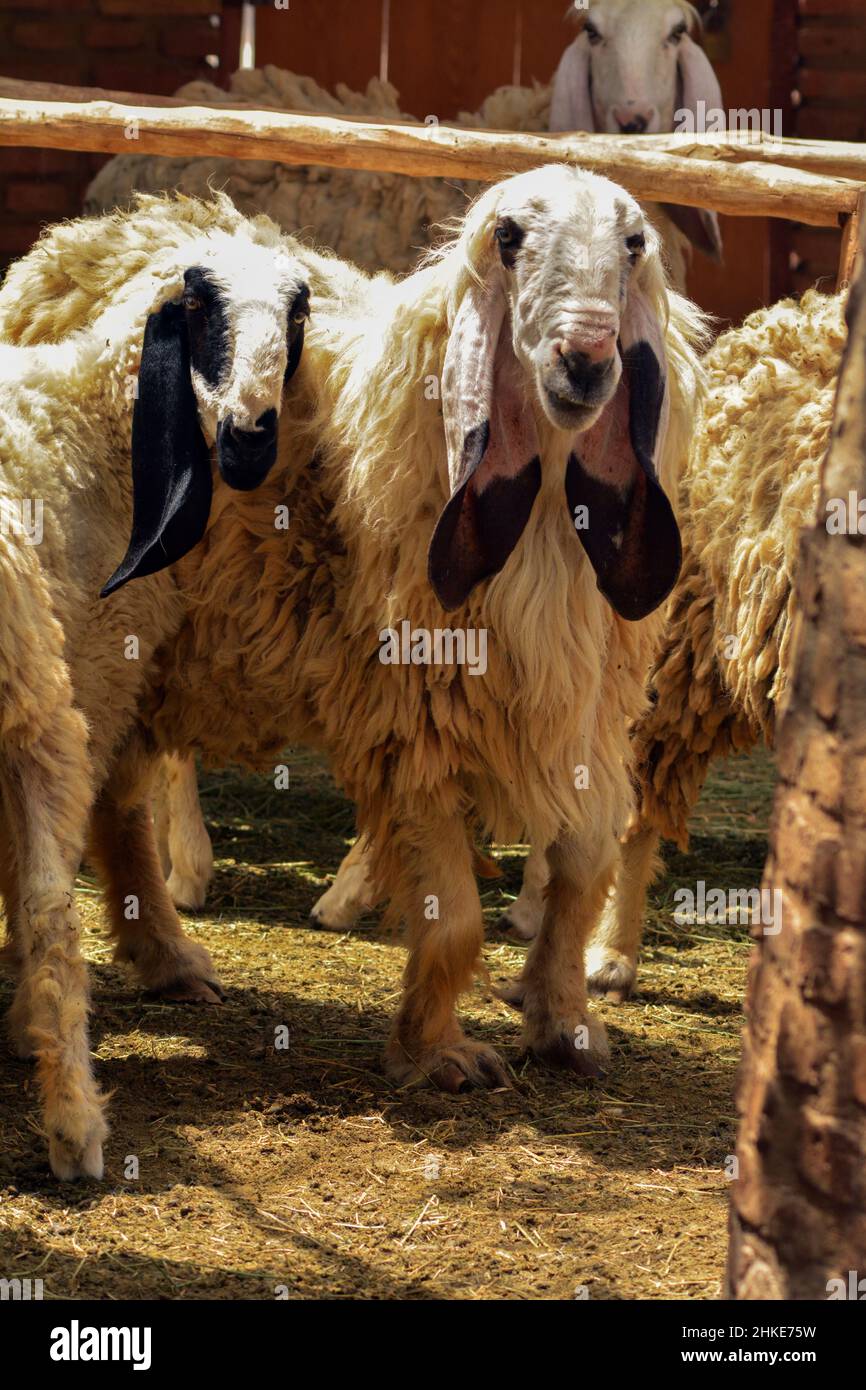 Beautiful goat close up Stock Photo - Alamy