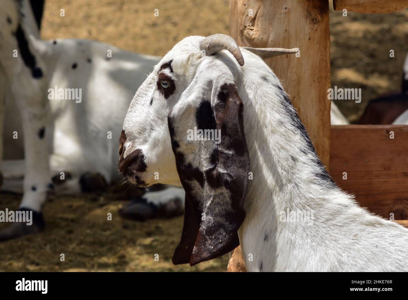 Goat farm saudi arabia hi-res stock photography and images - Alamy