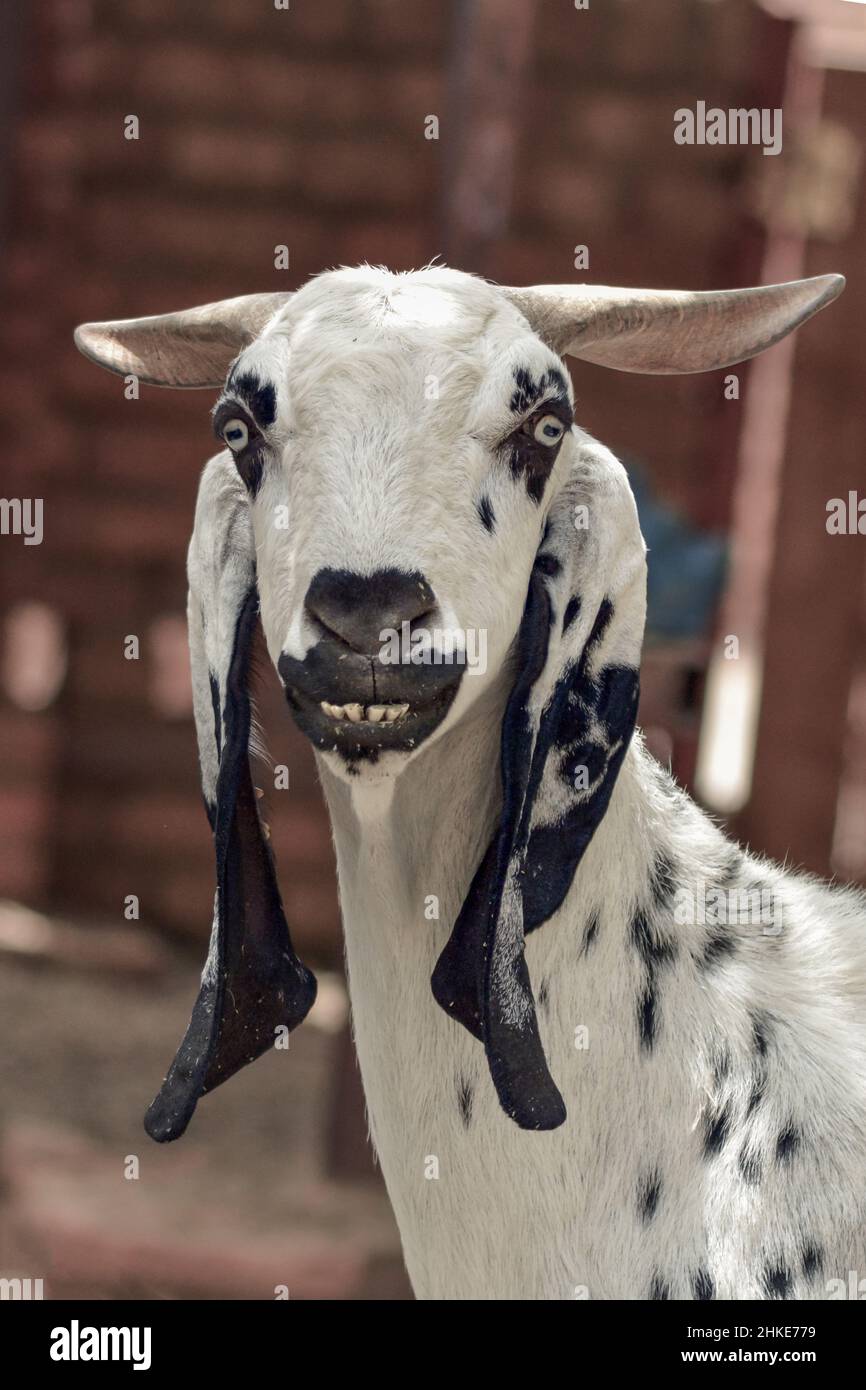 Goat farm saudi arabia hi-res stock photography and images - Alamy