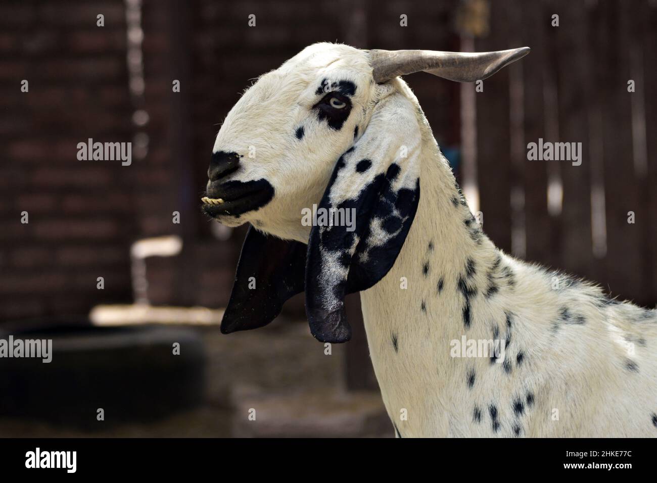 Goat farm saudi arabia hi-res stock photography and images - Alamy