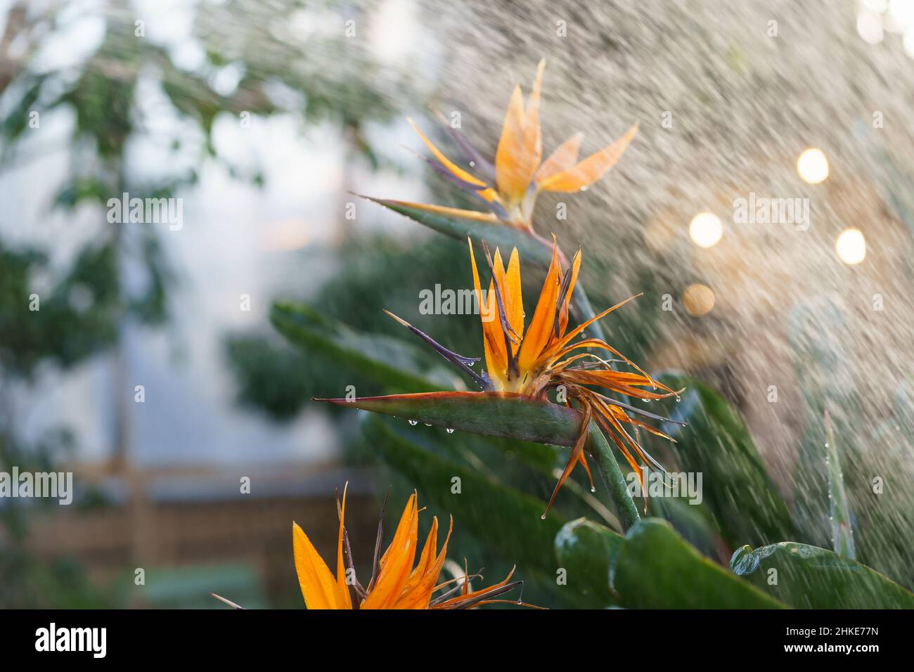 Watering strelitzia reginae growing in botanical garden. Taking care of tropical plant in ...