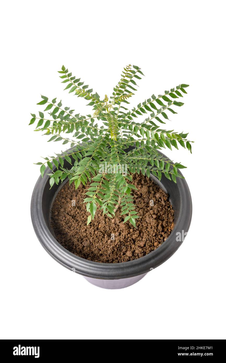 Neem plant hi-res stock photography and images - Alamy