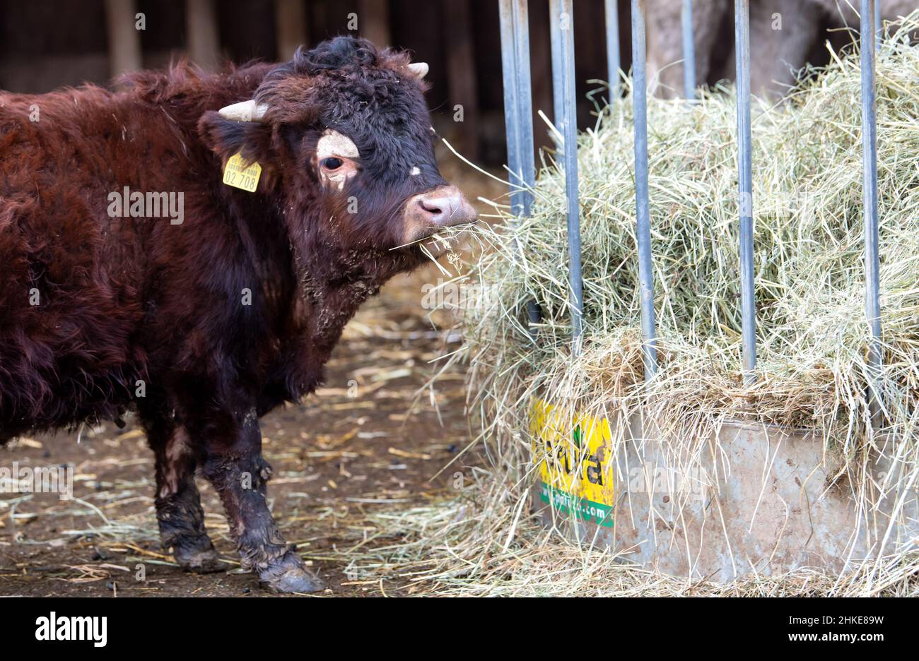 03 February 2022, Bavaria, Wörth: The small-sized bull Napoleon eats in ...