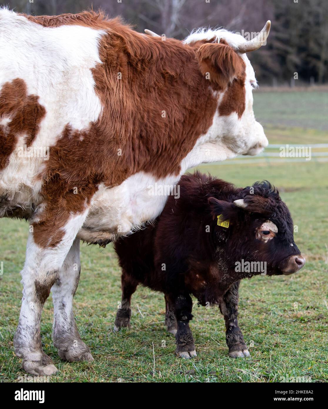 03 February 2022, Bavaria, Wörth: Napoleon (r), a bull of small stature ...