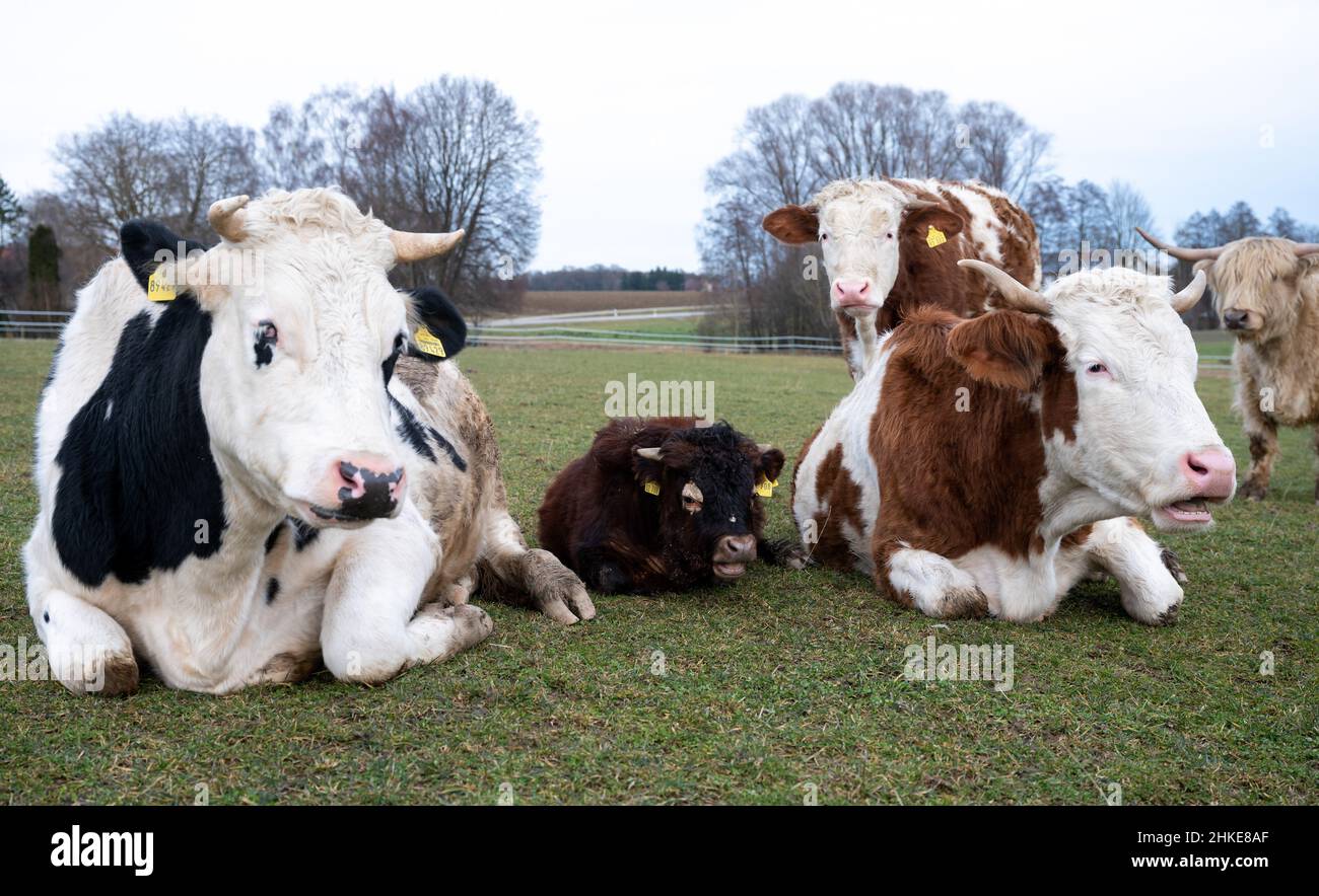 03 February 2022, Bavaria, Wörth: The small-sized bull Napoleon (2nd ...
