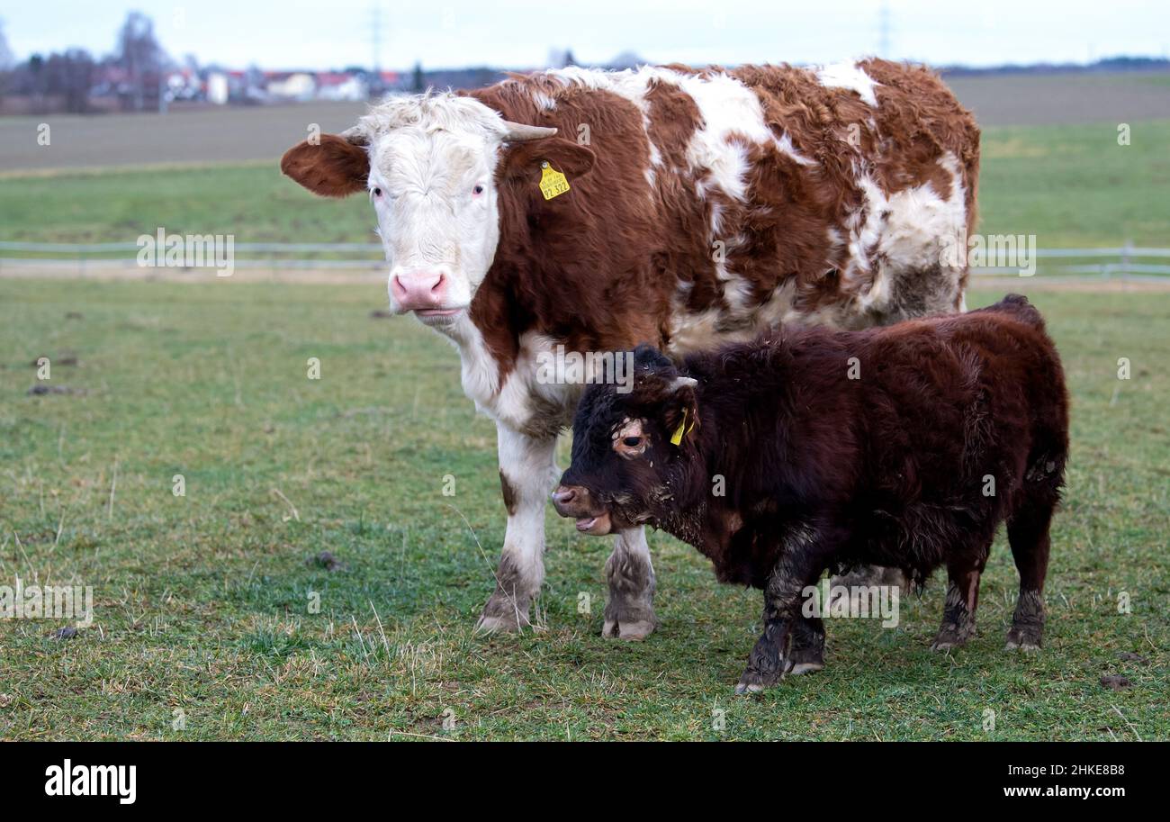 Napoleon stands hi-res stock photography and images - Alamy