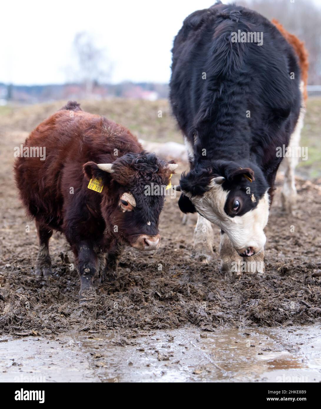 Napoleon l hi-res stock photography and images - Alamy