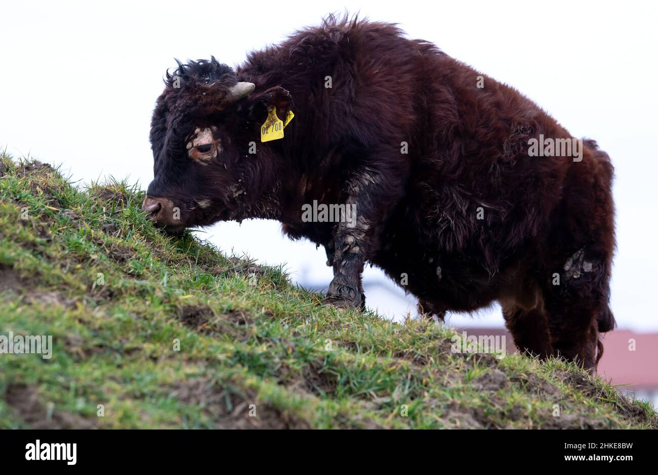 03 February 2022, Bavaria, Wörth: The small-sized bull Napoleon stands ...