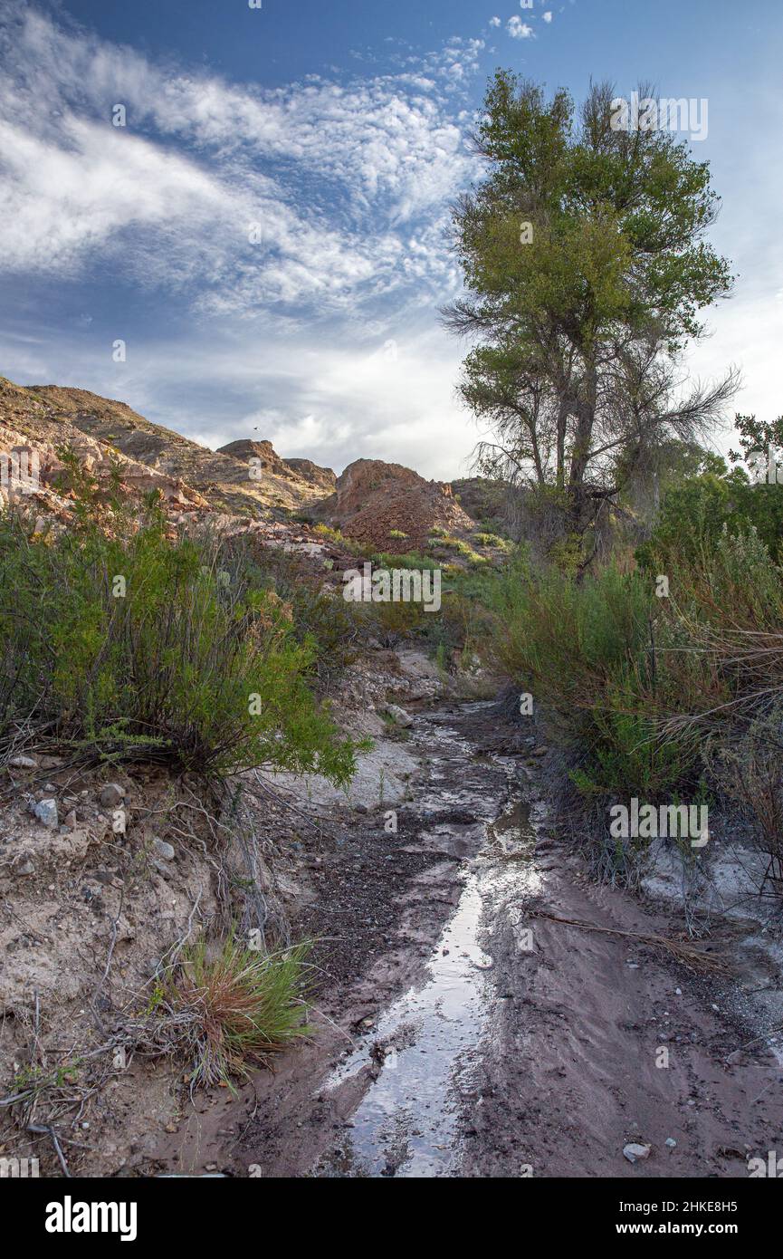 Water from Burro Spring trickles across the surface with just enough ...