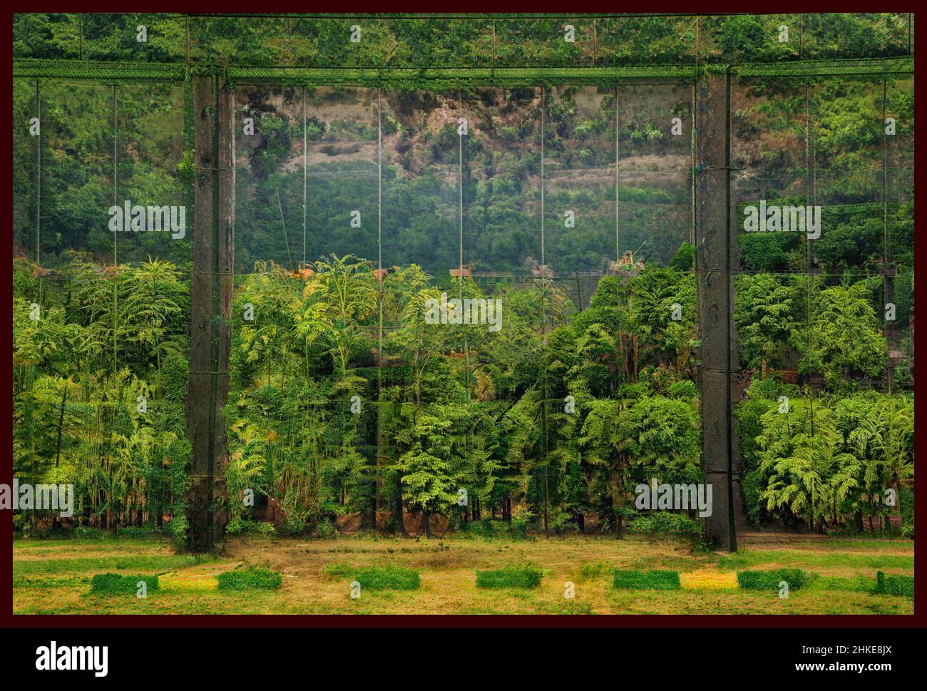 Plant store - landscape foliage - various Stock Photo - Alamy