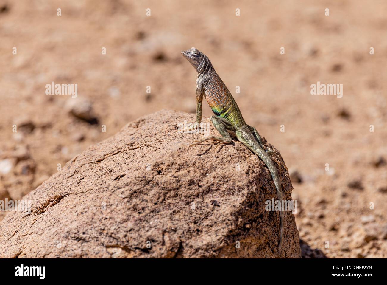 Chihuahuan greater earless lizard hi-res stock photography and images ...
