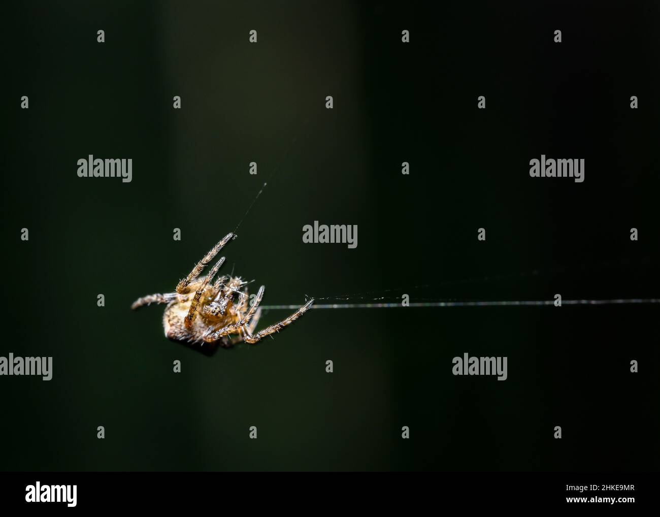 A close-up view of a spider pulling a web thread Stock Photo - Alamy