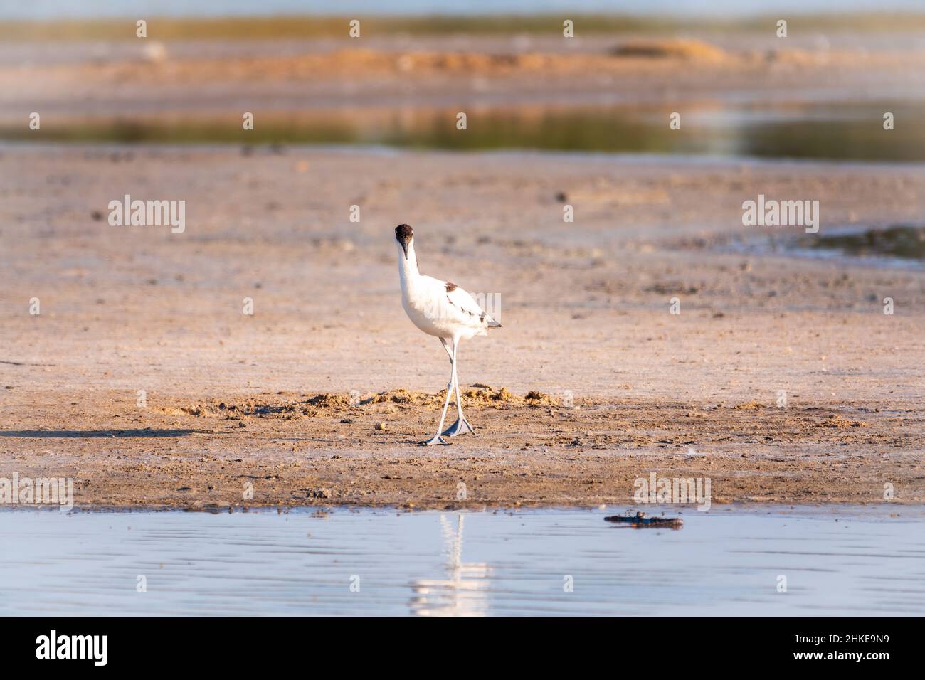 The pied avocet, Recurvirostra avosetta, is a large black and white ...