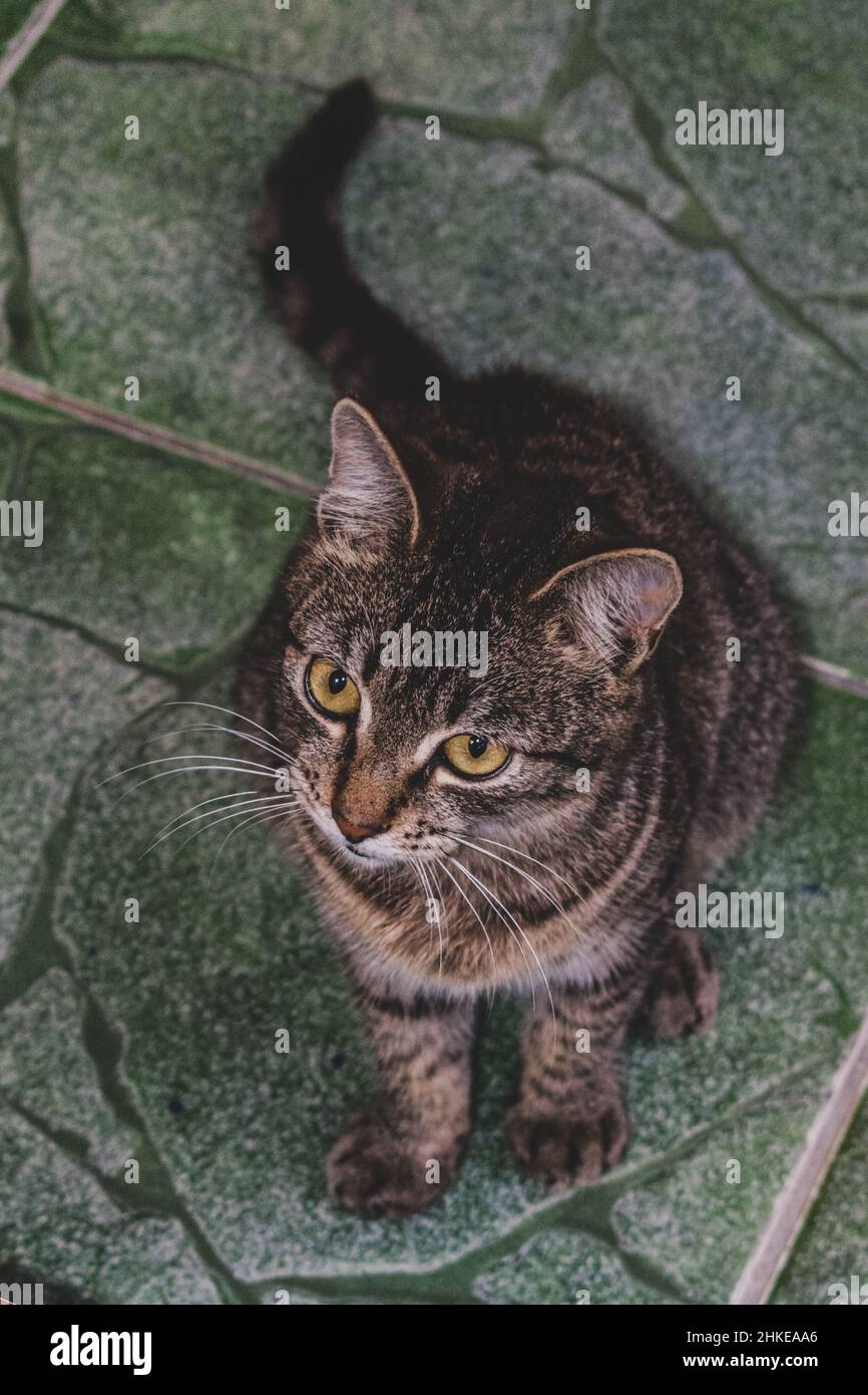 Photo of domestic cat (pet) in closed plan, with a fixed and cute look ...