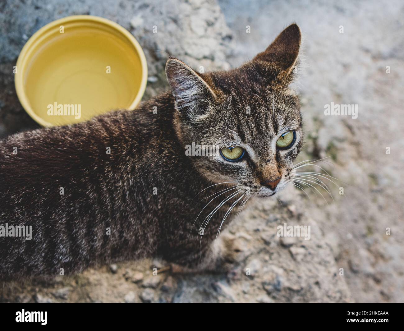 Photo of domestic cat (pet) in closed plan, with a fixed and cute look ...