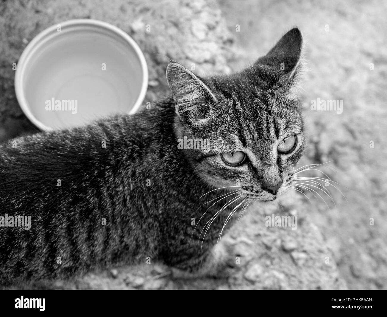 Photo of domestic cat (pet) in closed plan, with a fixed and cute look ...