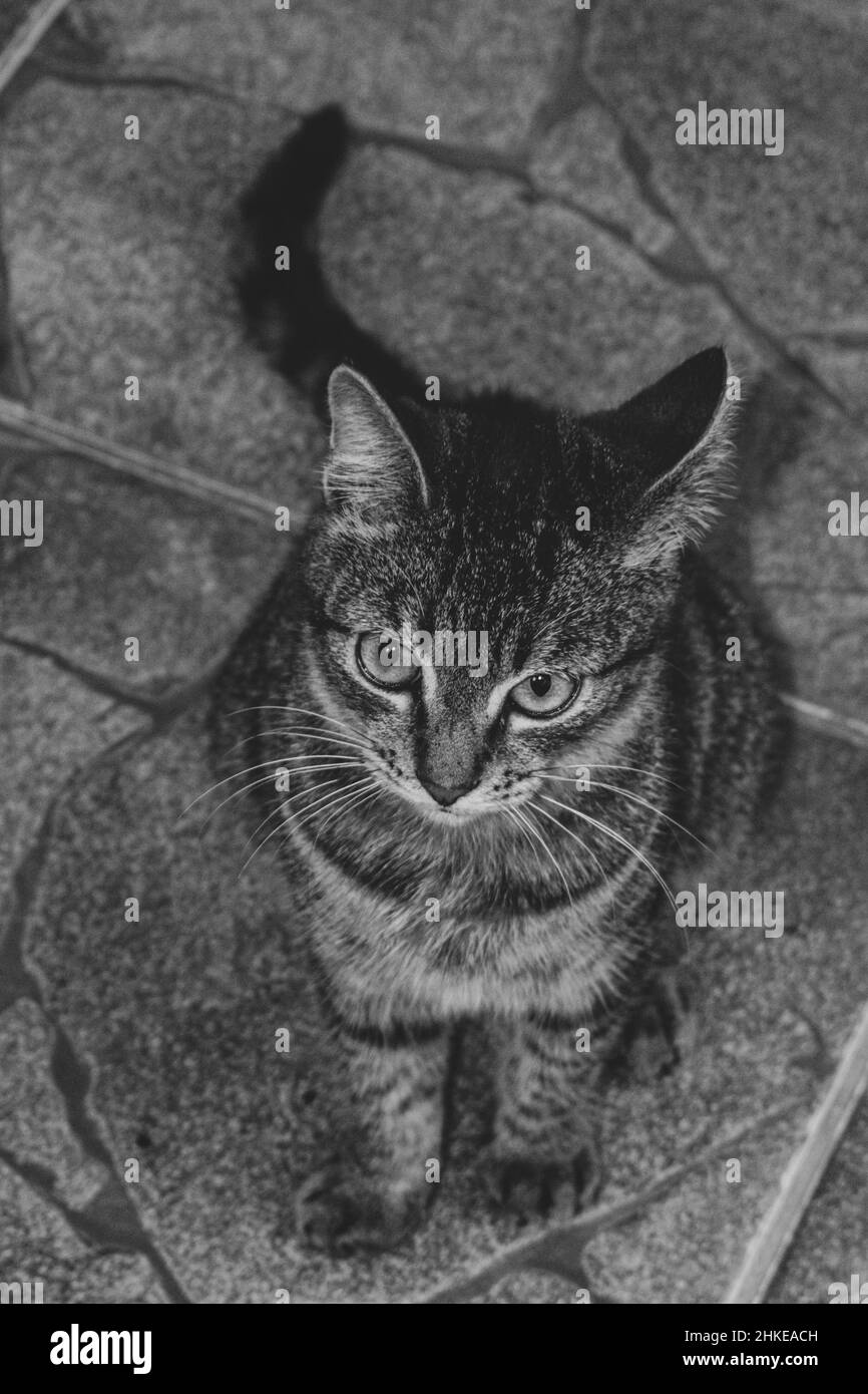 Photo of domestic cat (pet) in closed plan, with a fixed and cute look ...
