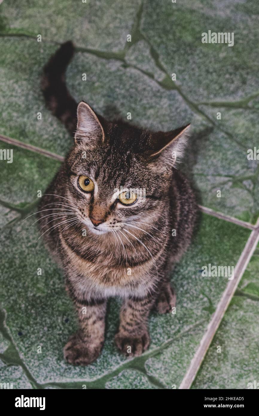 Photo of domestic cat (pet) in closed plan, with a fixed and cute look ...