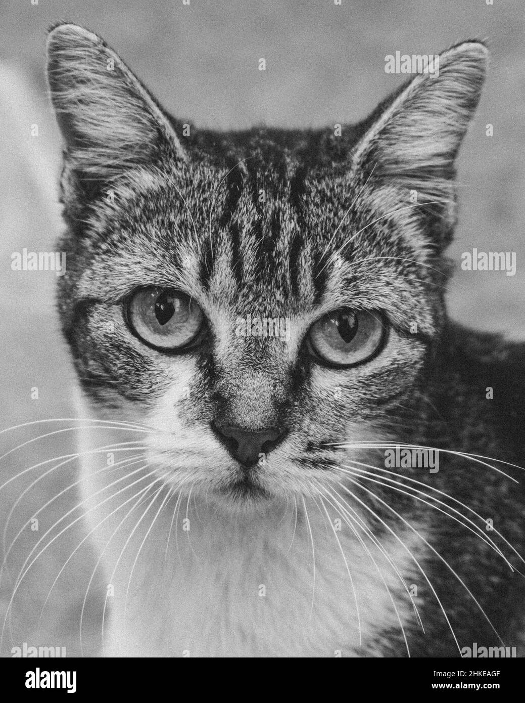 Photo of domestic cat (pet) in closed plan, with a fixed and cute look ...