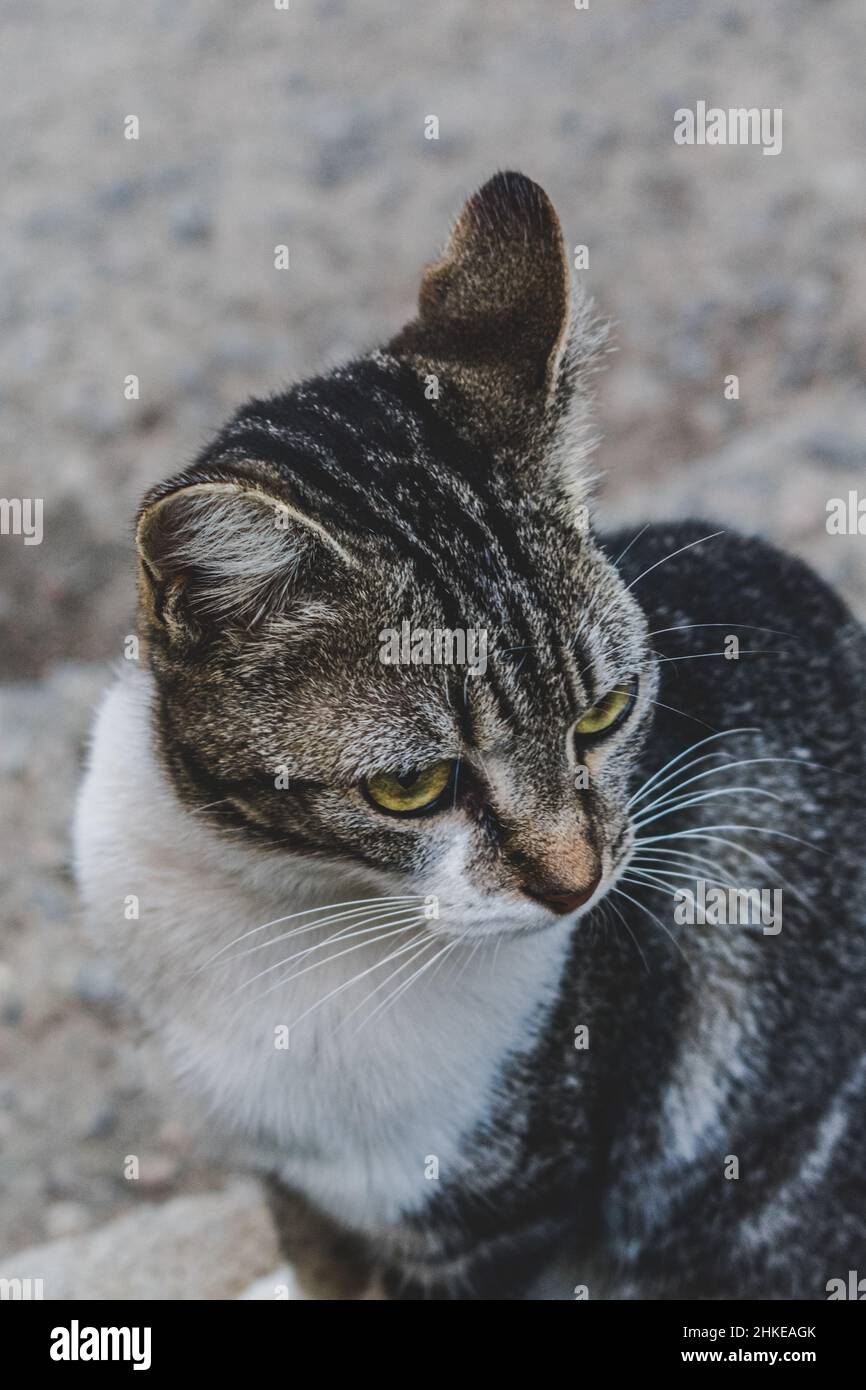 Photo of domestic cat (pet) in closed plan, with a fixed and cute look ...