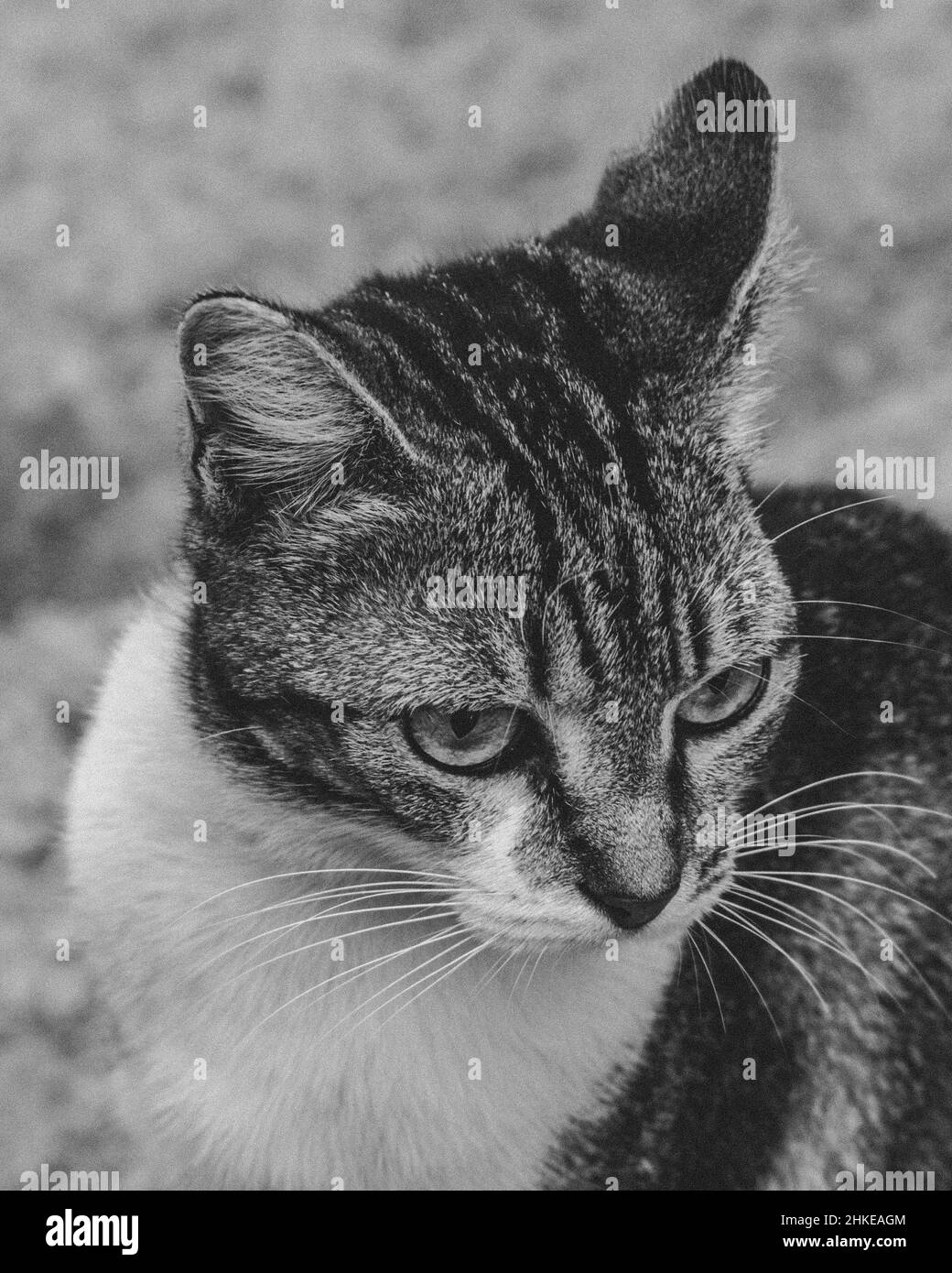 Photo of domestic cat (pet) in closed plan, with a fixed and cute look ...