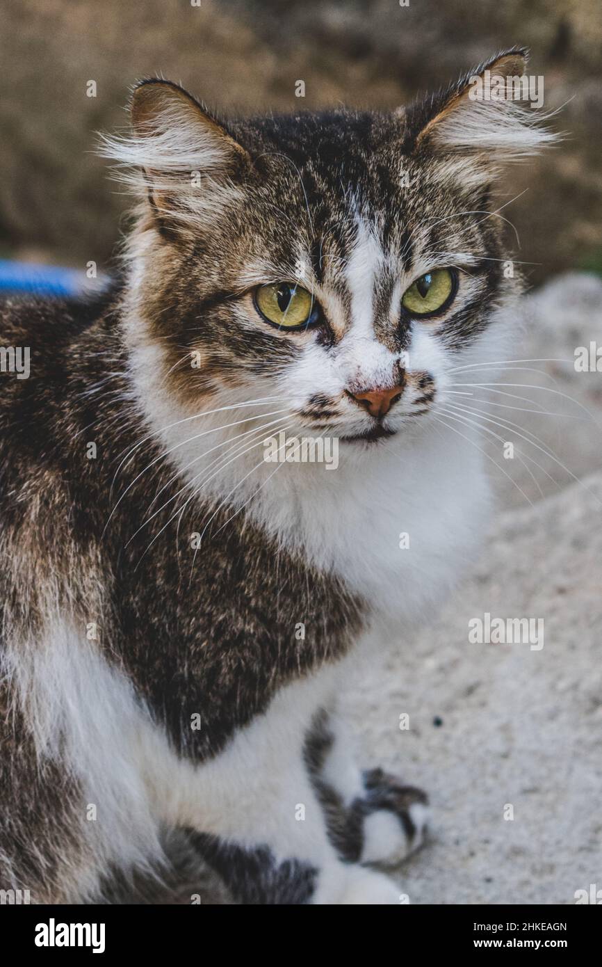 Photo of domestic cat (pet) in closed plan, with a fixed and cute look ...