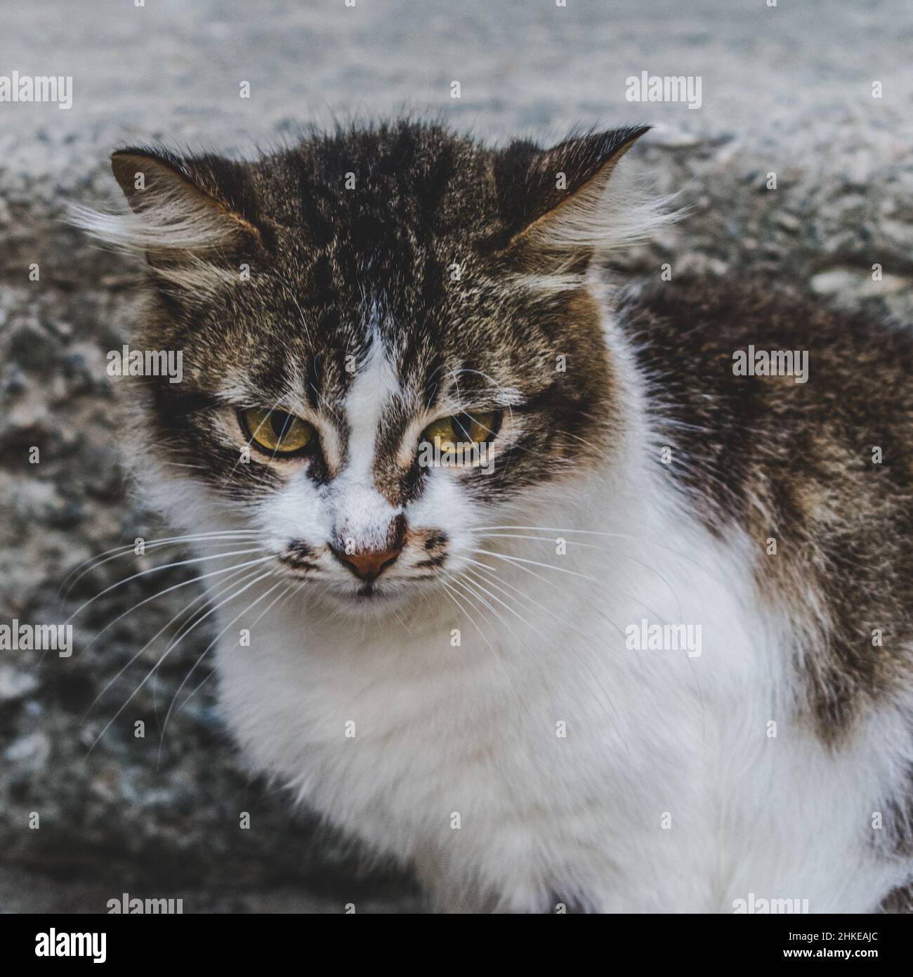 Photo of domestic cat (pet) in closed plan, with a fixed and cute look ...