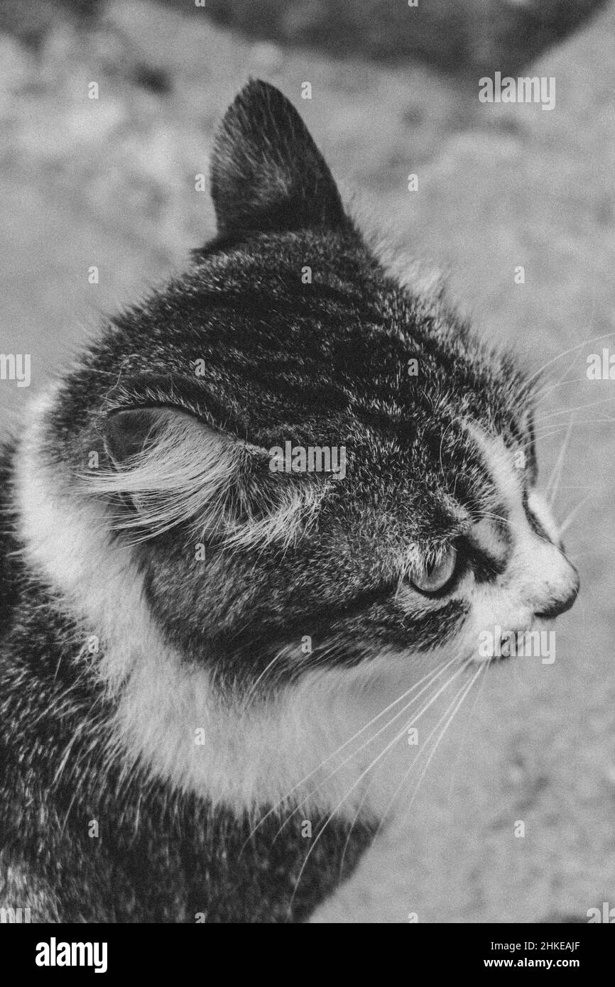 Photo of domestic cat (pet) in closed plan, with a fixed and cute look ...