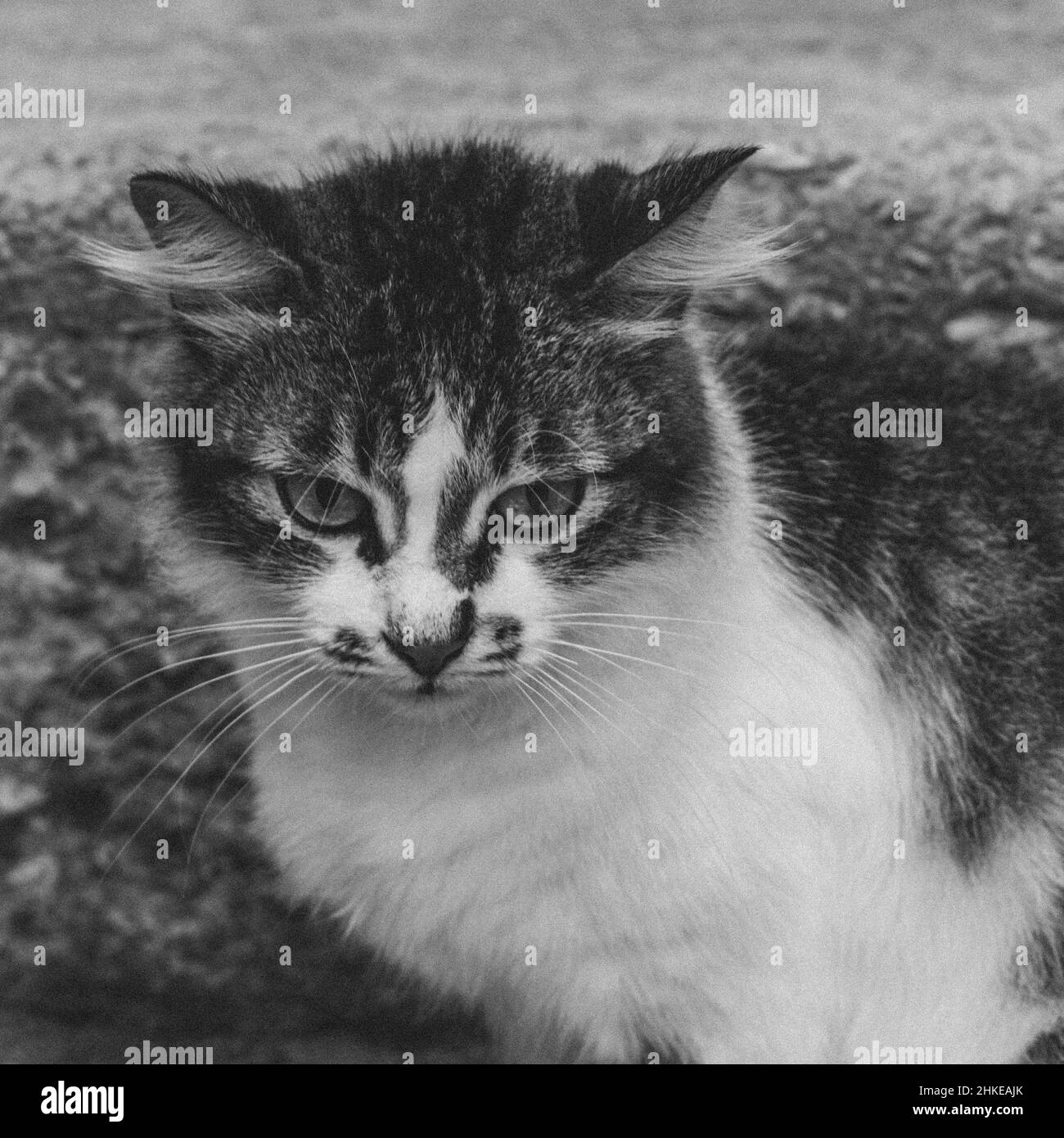 Photo of domestic cat (pet) in closed plan, with a fixed and cute look ...