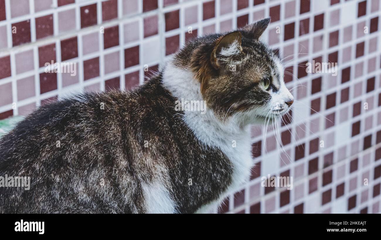 Photo of domestic cat (pet) in closed plan, with a fixed and cute look ...