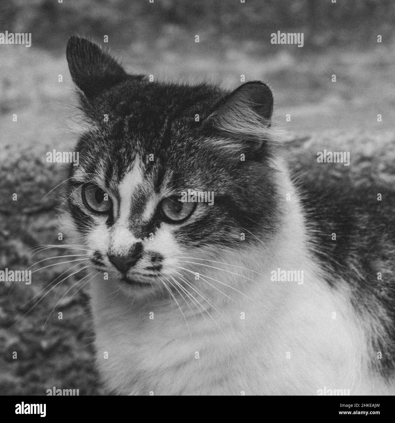 Photo of domestic cat (pet) in closed plan, with a fixed and cute look ...