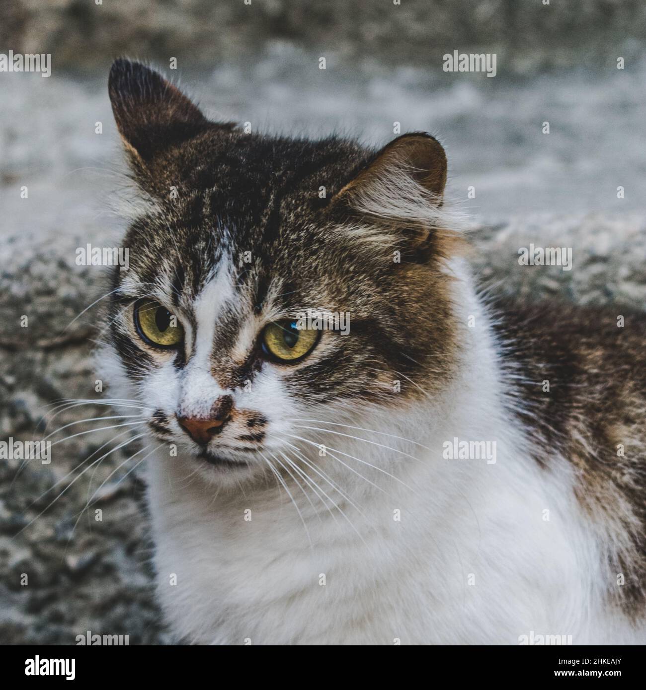 Photo of domestic cat (pet) in closed plan, with a fixed and cute look ...