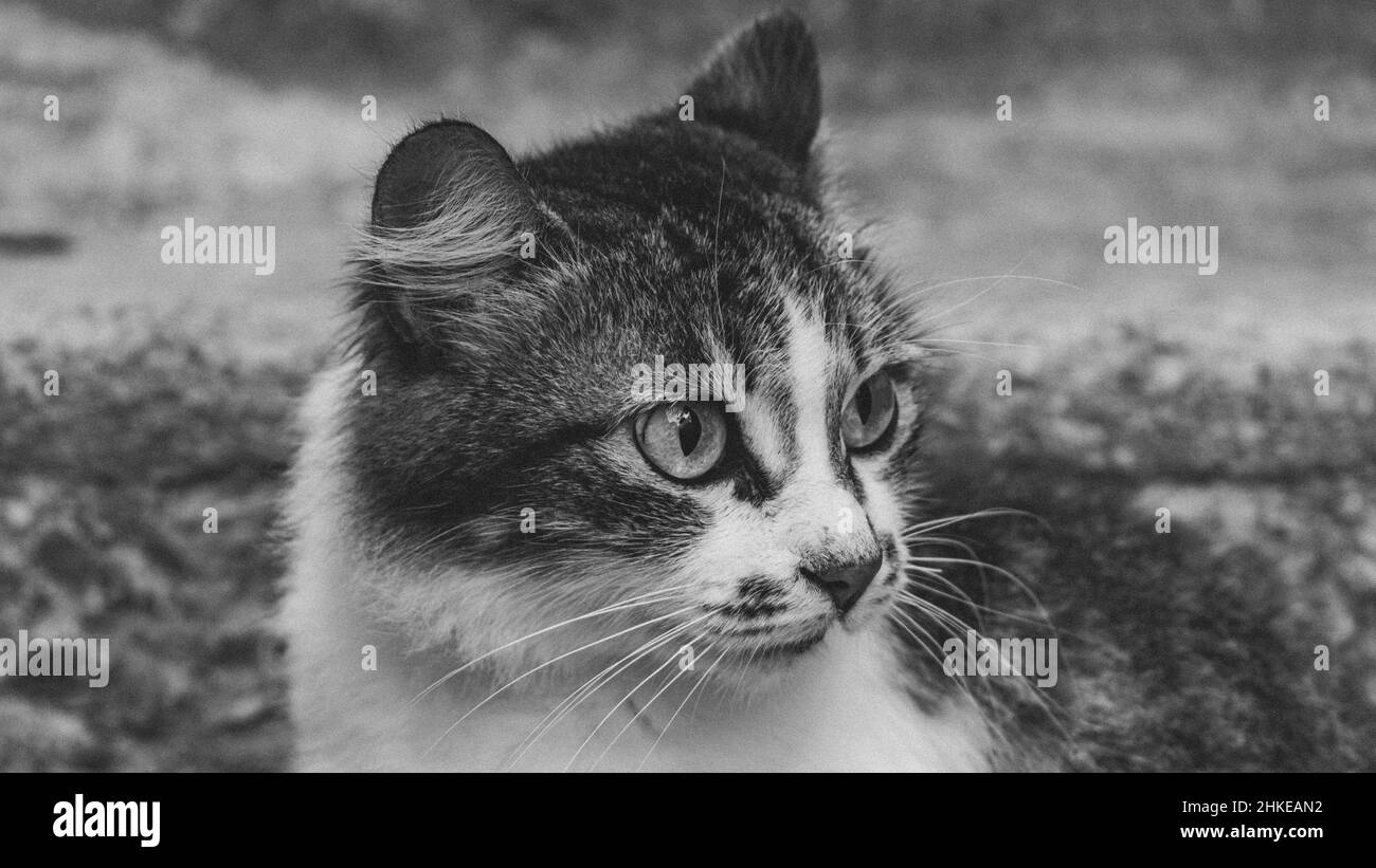 Photo of domestic cat (pet) in closed plan, with a fixed and cute look ...