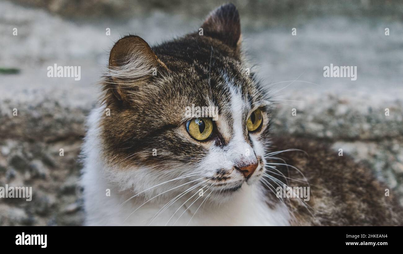 Photo of domestic cat (pet) in closed plan, with a fixed and cute look ...
