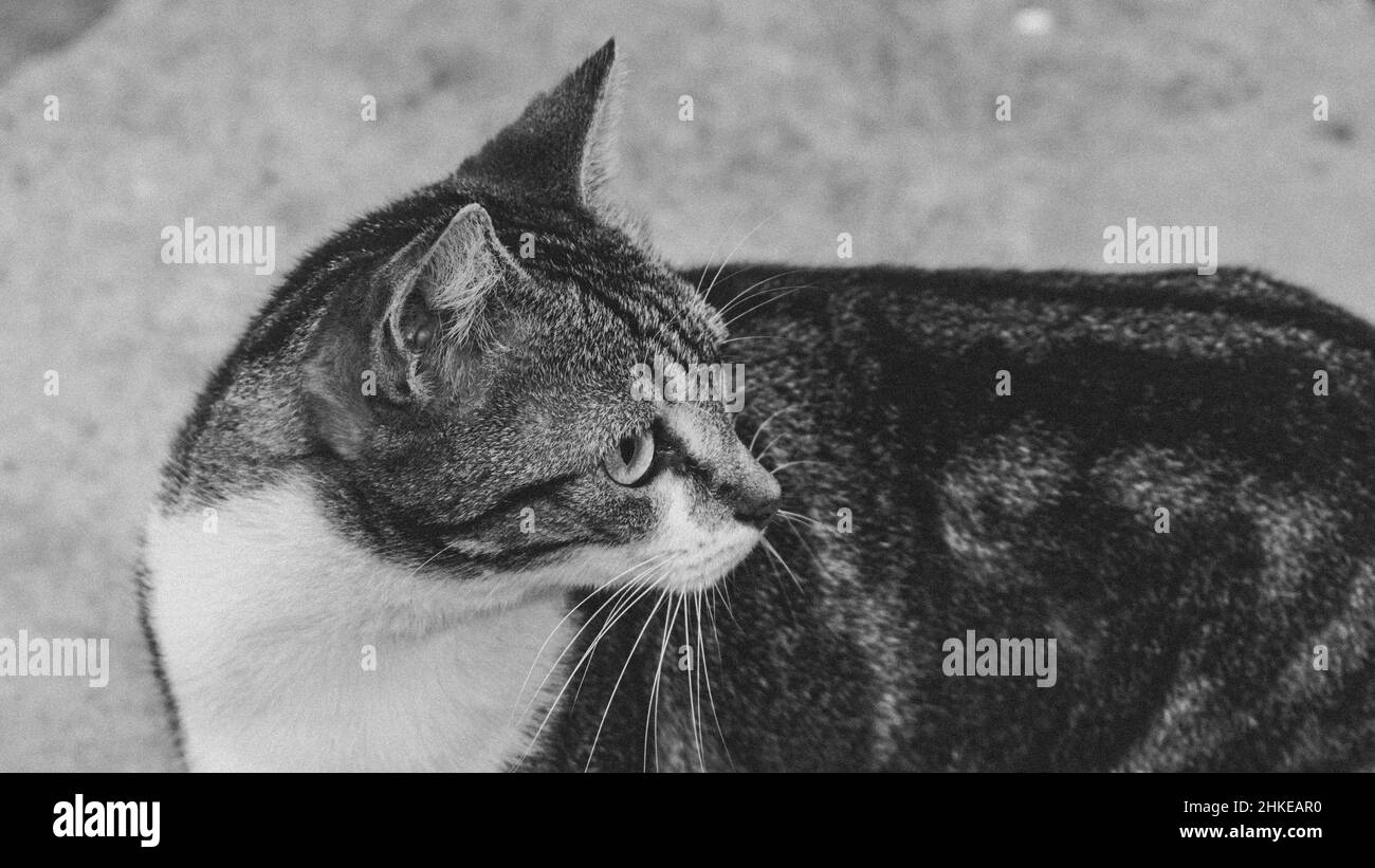 Photo of domestic cat (pet) in closed plan, with a fixed and cute look ...