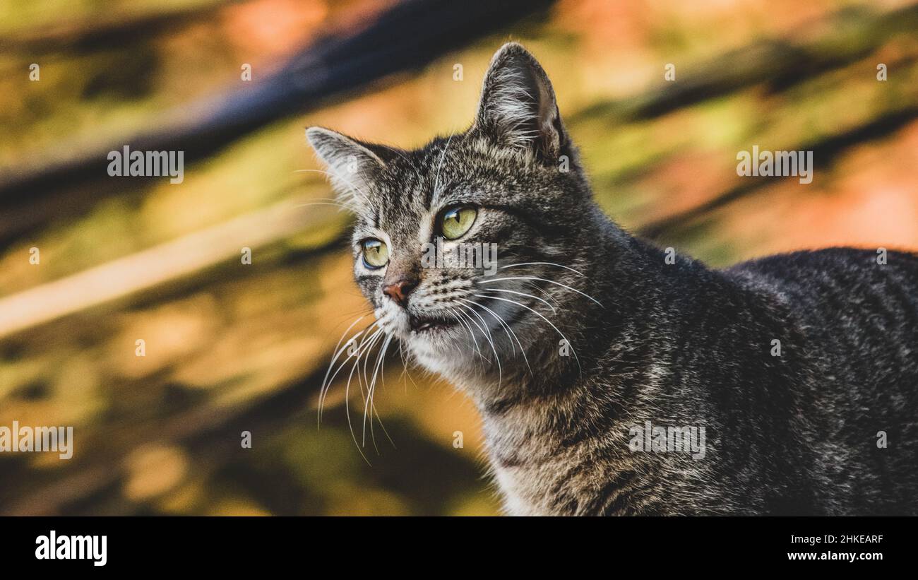 Photo of domestic cat (pet) in closed plan, with a fixed and cute look ...