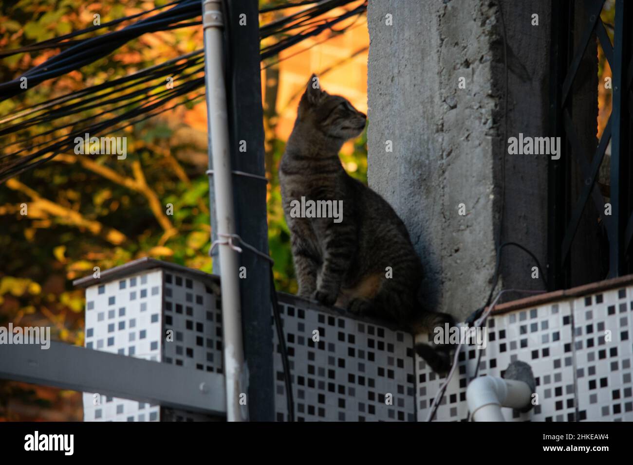 Photo of domestic cat (pet) in closed plan, with a fixed and cute look ...
