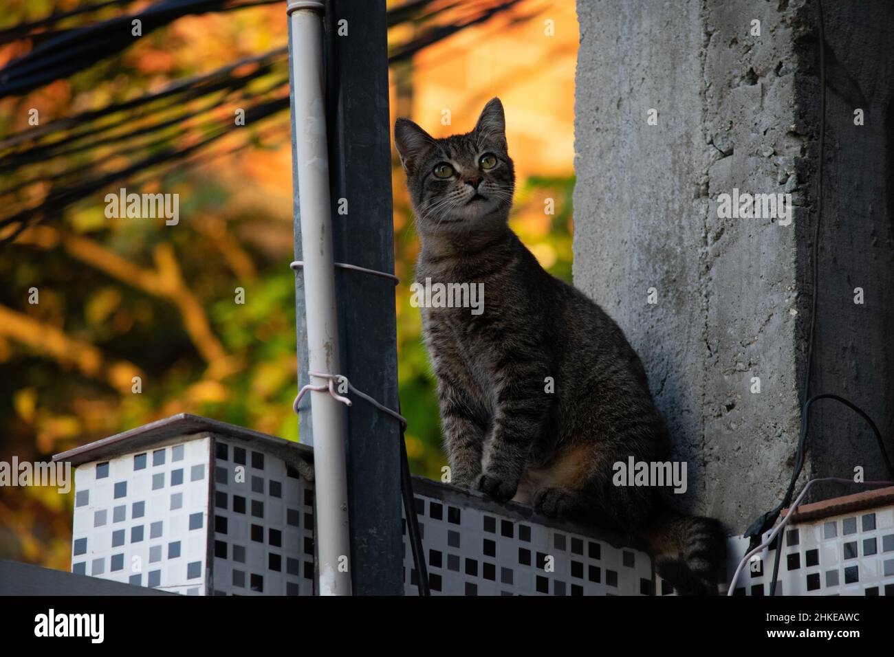 Photo of domestic cat (pet) in closed plan, with a fixed and cute look ...