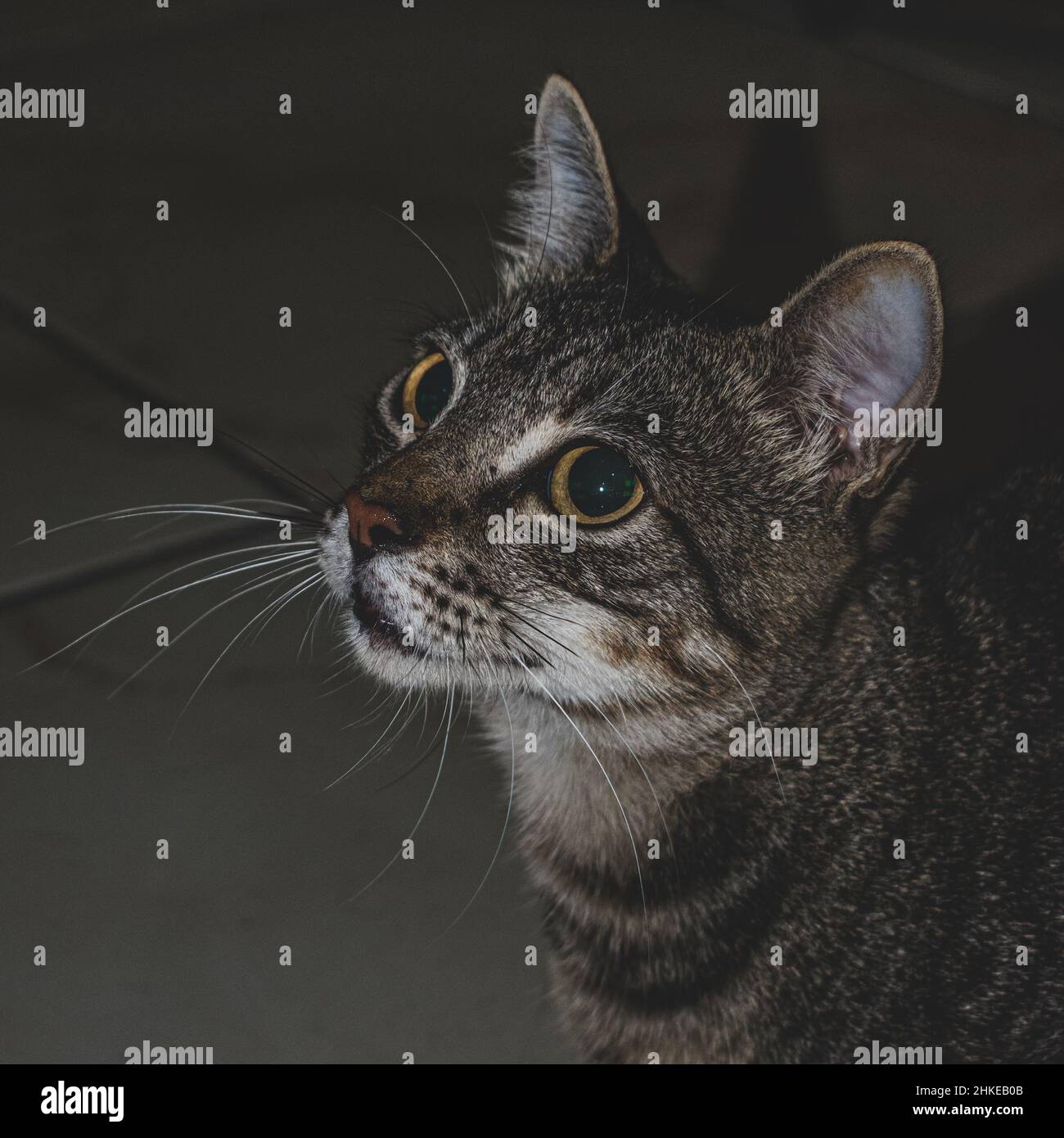 Photo of domestic cat (pet) in closed plan, with a fixed and cute look ...