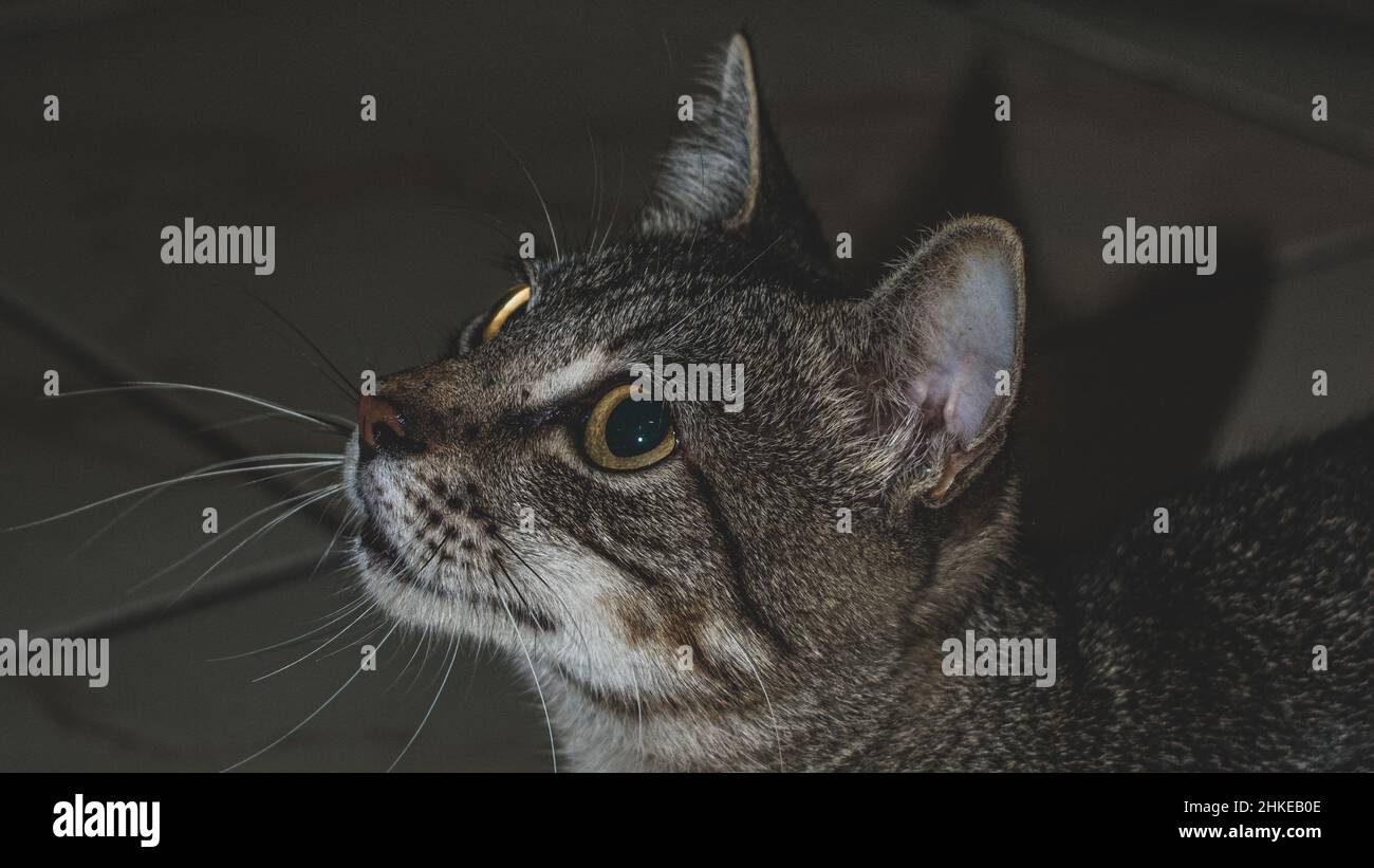 Photo of domestic cat (pet) in closed plan, with a fixed and cute look ...