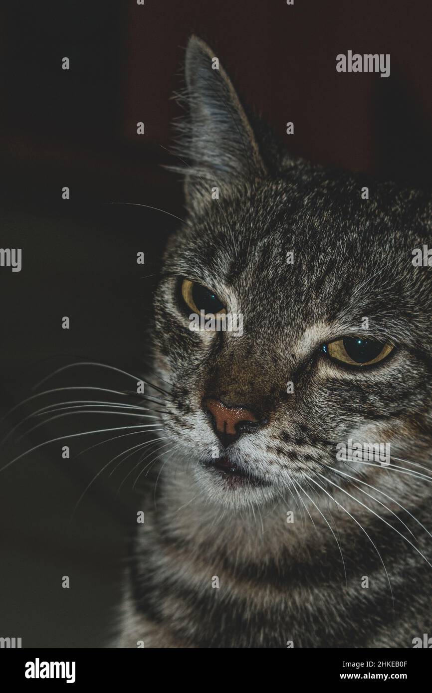 Photo of domestic cat (pet) in closed plan, with a fixed and cute look ...