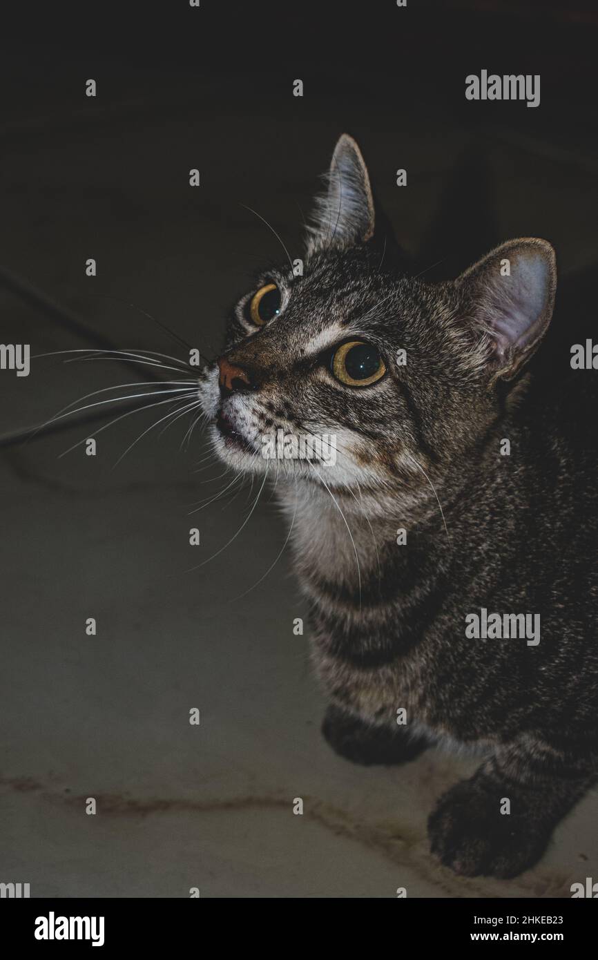 Photo of domestic cat (pet) in closed plan, with a fixed and cute look ...