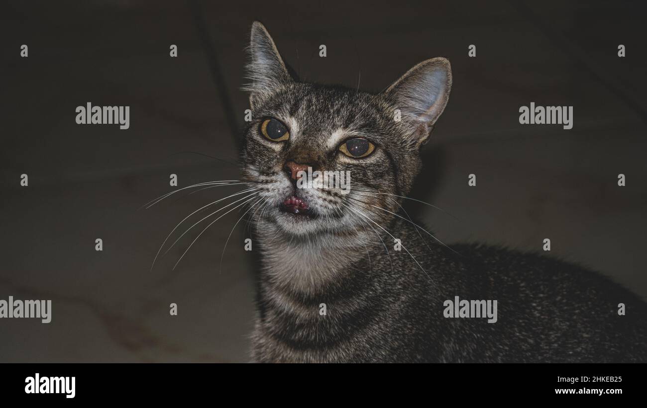 Photo of domestic cat (pet) in closed plan, with a fixed and cute look ...